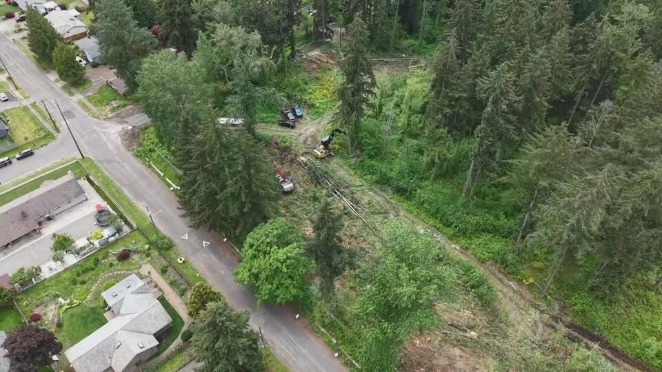 Tacoma neighbors demand investigation after trees removed near ...