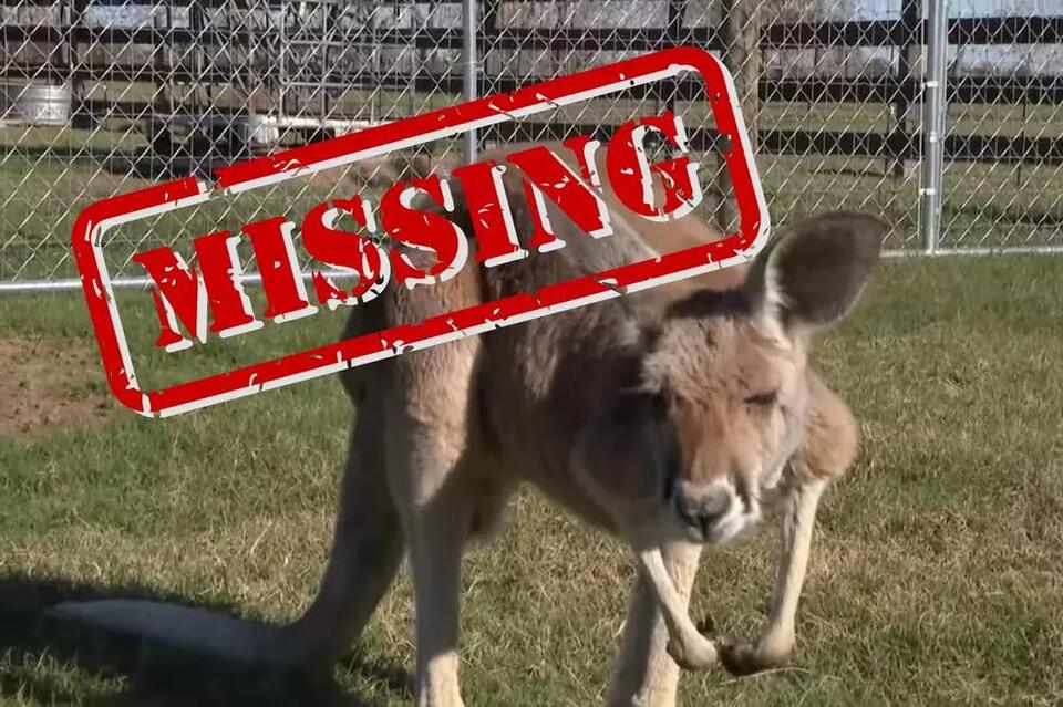 Update: Unusual Kangaroo Escape Has People in Seeley, Texas Frantic ...