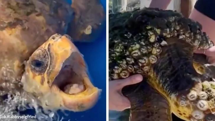 Barnacle Covered Sea Turtle Survives Against All Odds After 92-Day ...