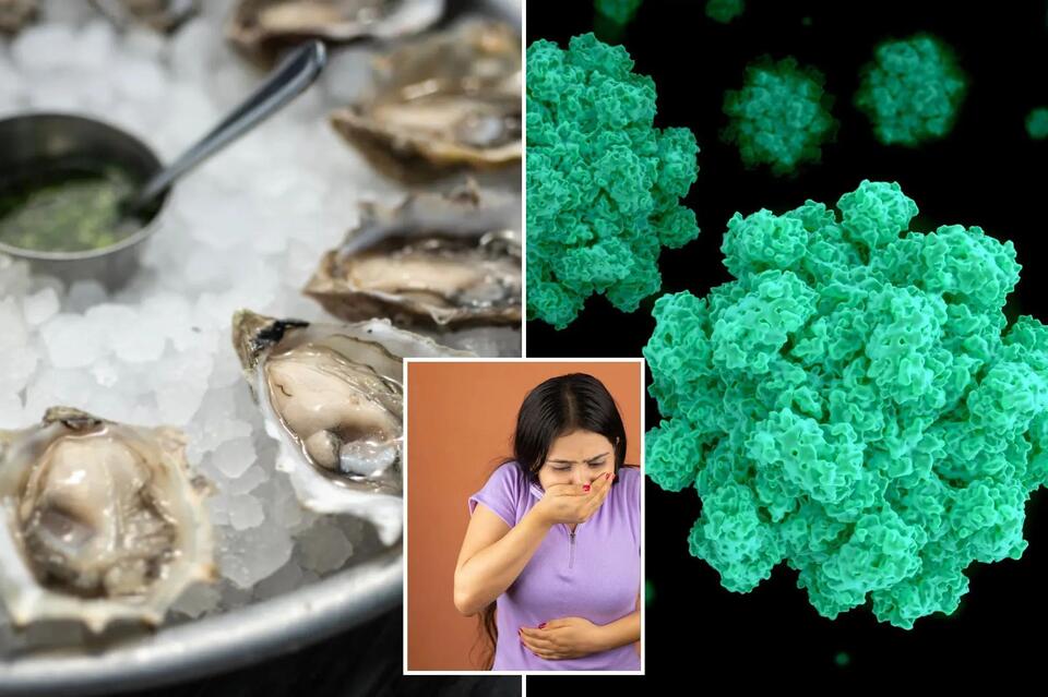 Raw oysters from certain parts of Mexico could be contaminated after ...
