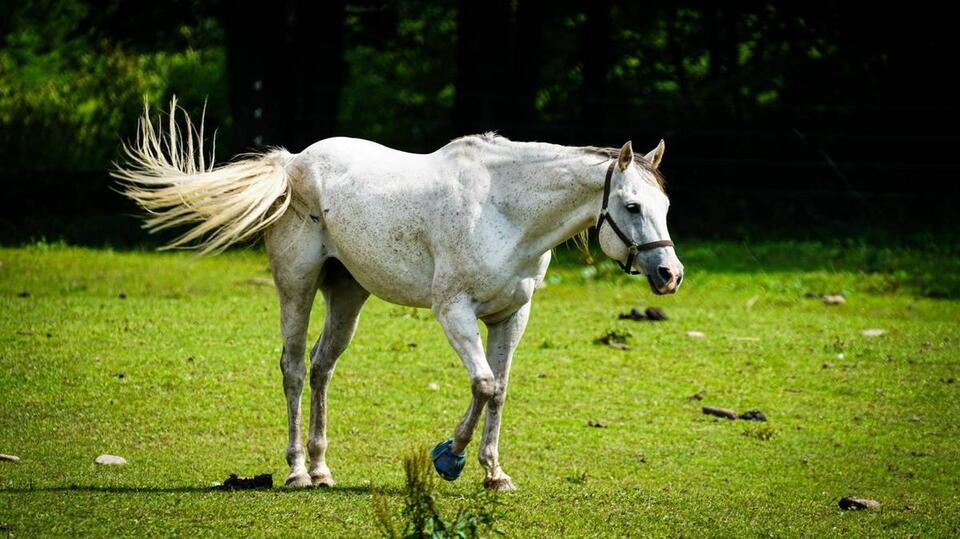 Horse's Emotional Reaction to Seeing Other Horses Again After Years ...
