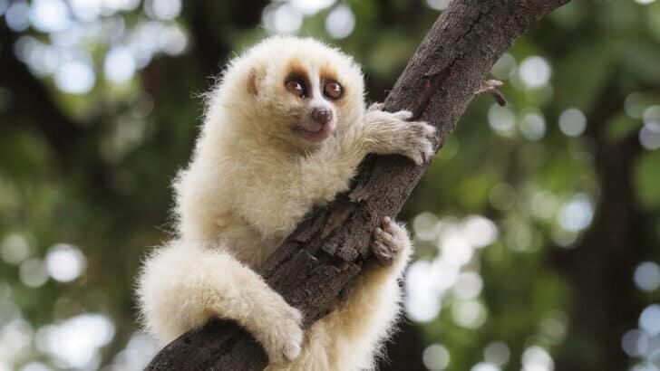 25 Strange But True Animal Facts You Never Knew - NewsBreak