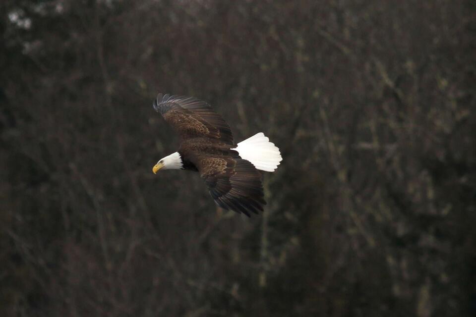 Winter Bald Eagle Watching Returns to the Upper Delaware River - NewsBreak
