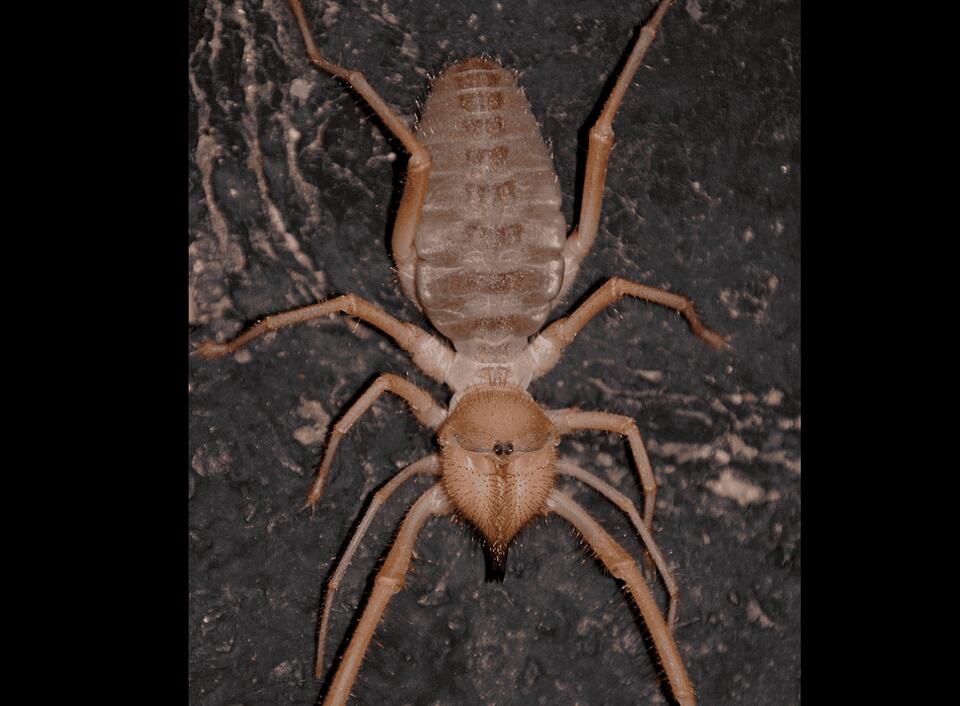 10 Biggest Spiders in the World - NewsBreak