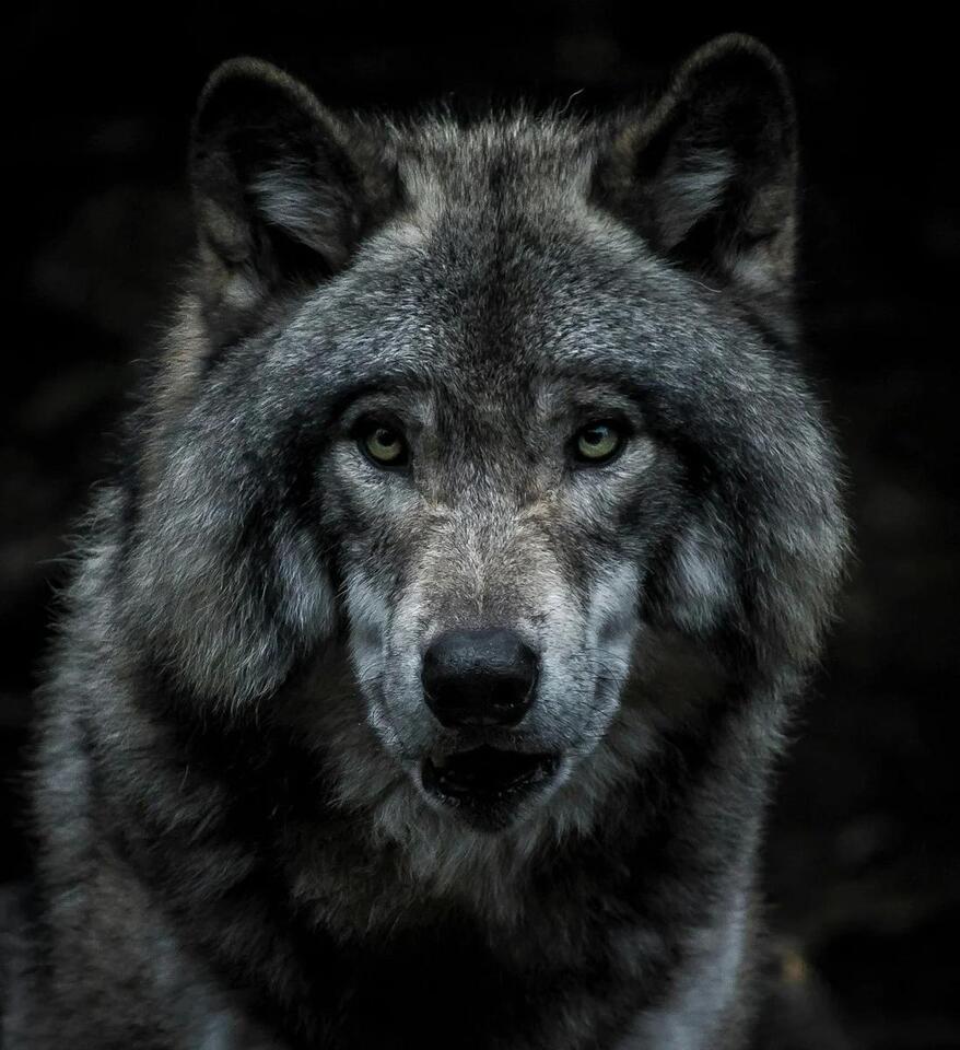 How to Stay Safe From Wolves in the Wild - NewsBreak