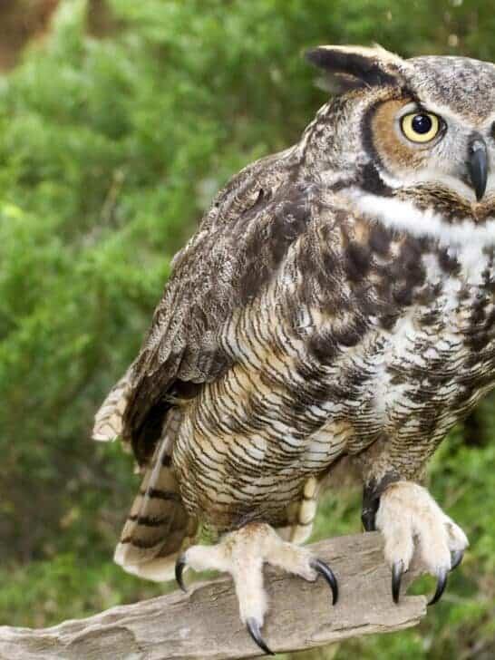 The Secret Lives of Arizona’s Night-Stalking Predators - NewsBreak