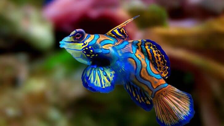 13 Most Colorful Coral Reef Creatures - NewsBreak