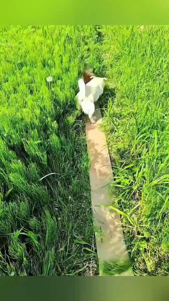 The kind man saved an orphaned fox cub and raised it until it recovered ...