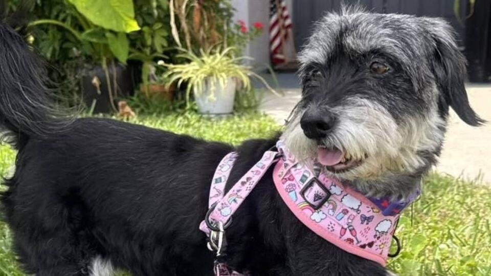 A beautiful Miniature Schnauzer named Stormy seeks forever home after ...