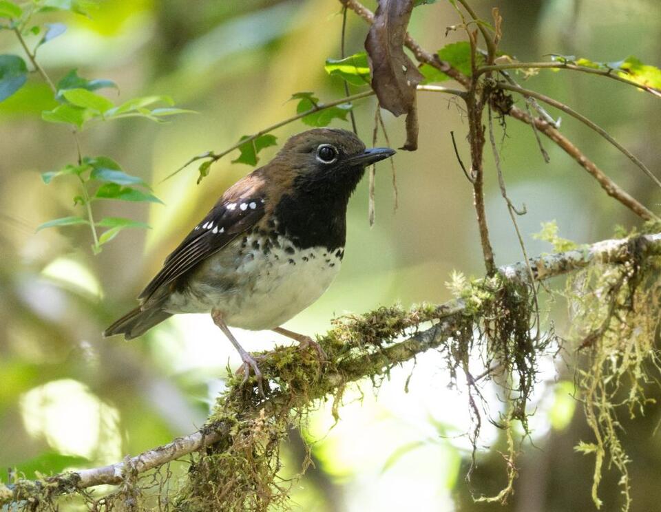 One of the world’s rarest parrots reappears after a decade - NewsBreak