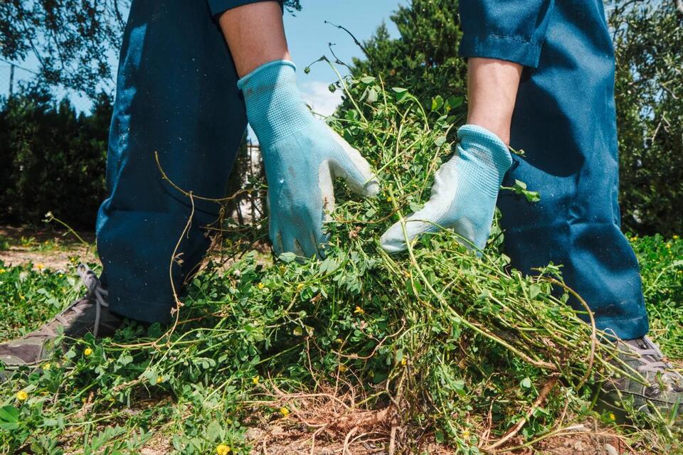 5 Fall Weeds You Should Pull Immediately - NewsBreak