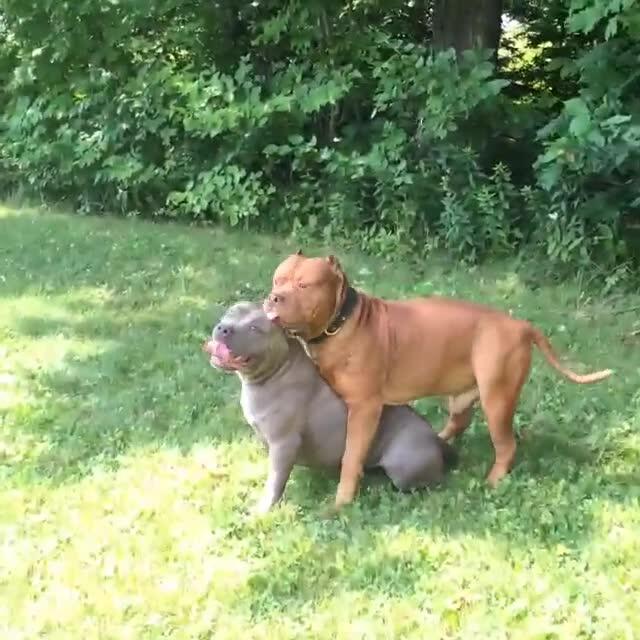 Lol @darkdynastyk9s The General not understanding the meaning of NO lol ...