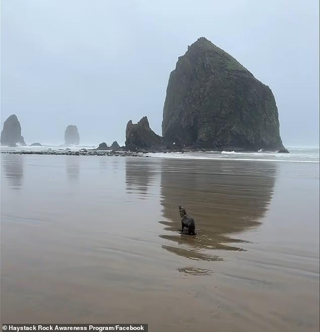 Confused baby sea lion gets lost and winds up on sands of Oregon's ...