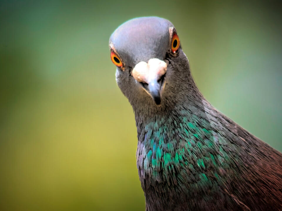 We're Not Eggs-actly Mocking-Birds, But These 101 Bird Puns Will Make You Quack Up