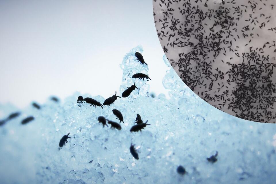 Yes, Snow Fleas Are Actually a Thing in Michigan - NewsBreak
