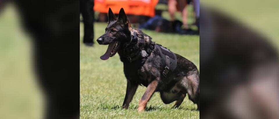 Paso Robles Police Department mourns loss of K-9 Renzo - NewsBreak