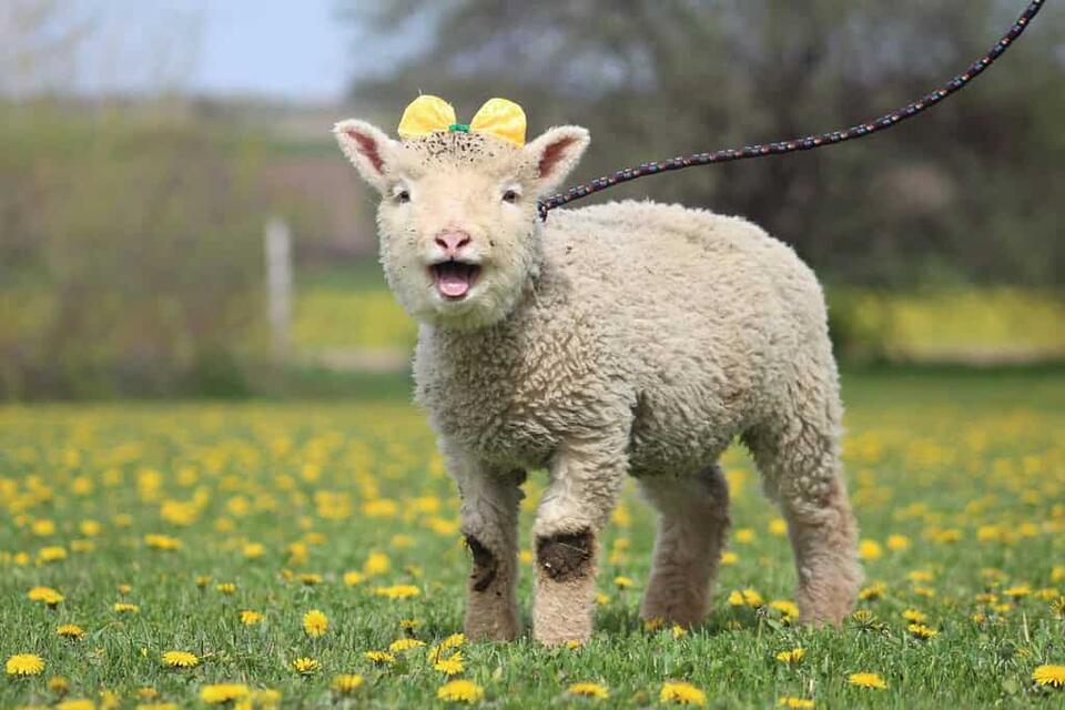 The Top 16 Cutest Sheep Breeds - NewsBreak