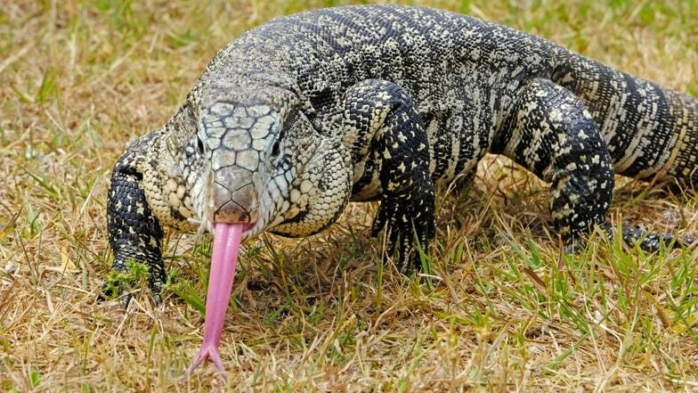 Invasive tegu lizard captured in Florida man’s backyard using cat food ...