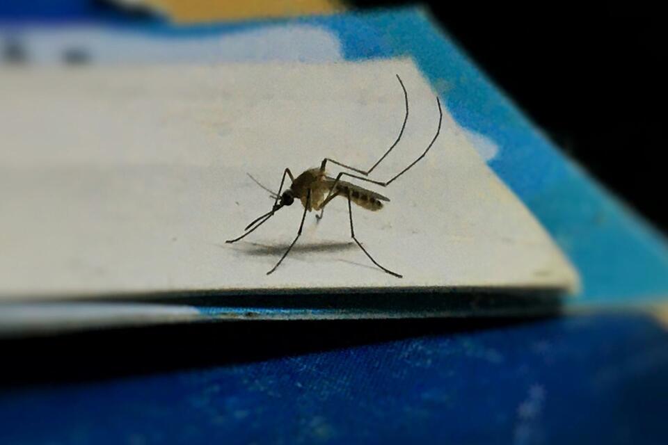 What This Winter's Chill Means For Minnesota's Mosquito Season - NewsBreak