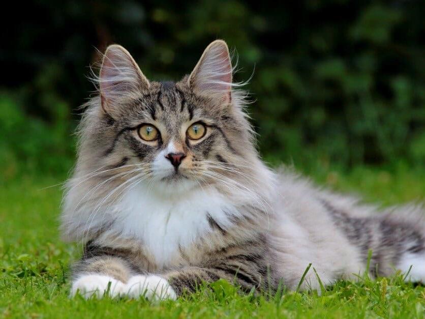 215 Famous Cat Names Everyone Will Recognize