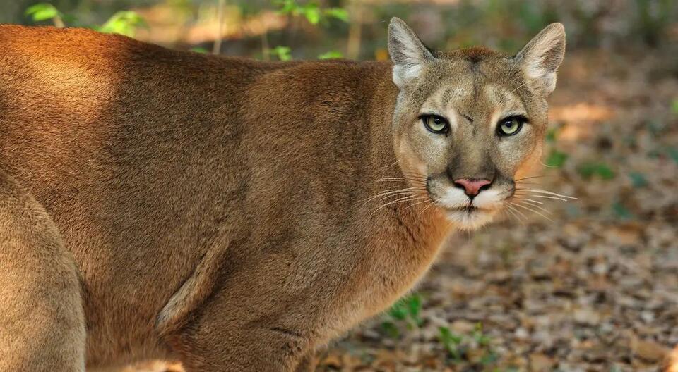 3 Types of Wild Cats in Florida (With Pictures and Identification ...