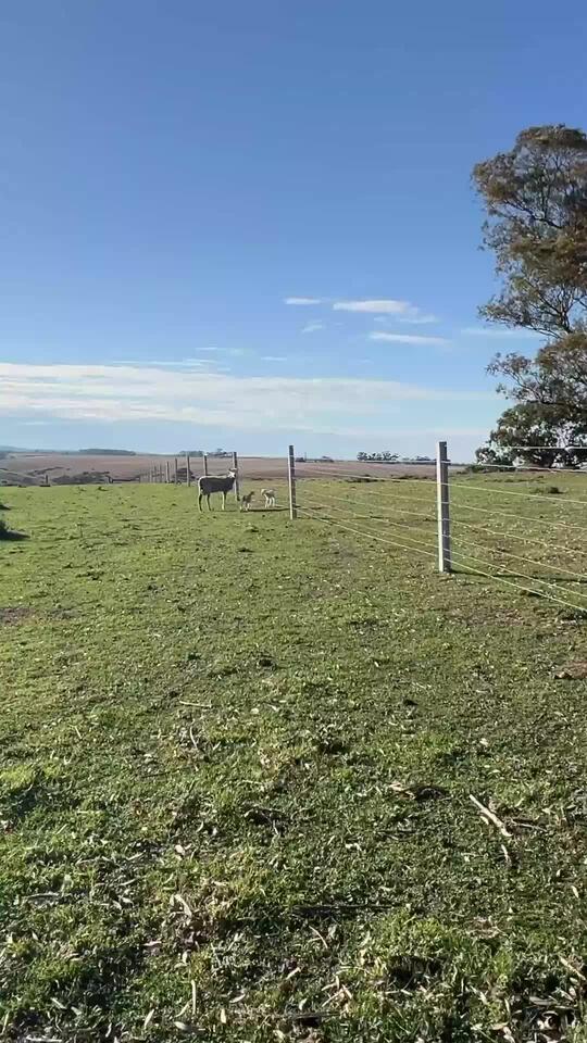 Keep Your Legs Nose and Tail INSIDE the paddock at all times farmvlog ...