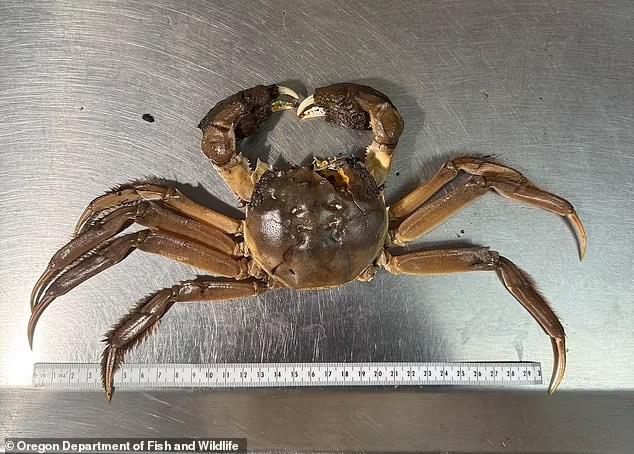 Invasive Chinese creature that can climb 13ft walls is found in Pacific ...