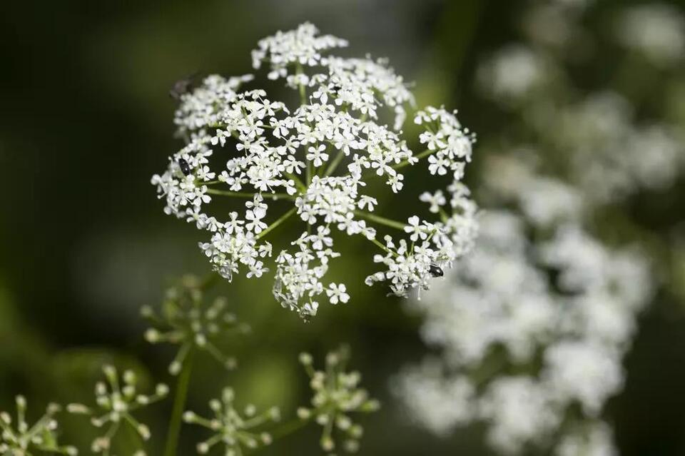 How To Identify Poison Hemlock In Oklahoma - NewsBreak