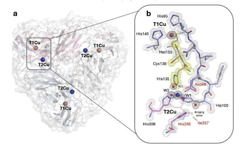 Atomic-level snapshots reveal how a key copper enzyme powers nature's ...