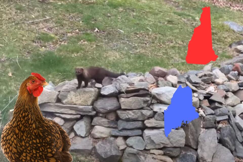 Beware of This Elusive Predator in New England - NewsBreak