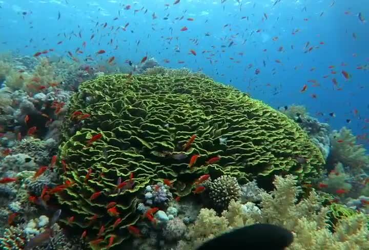 Video by bertiegregory A lettuce coral covered in anthias in the ...