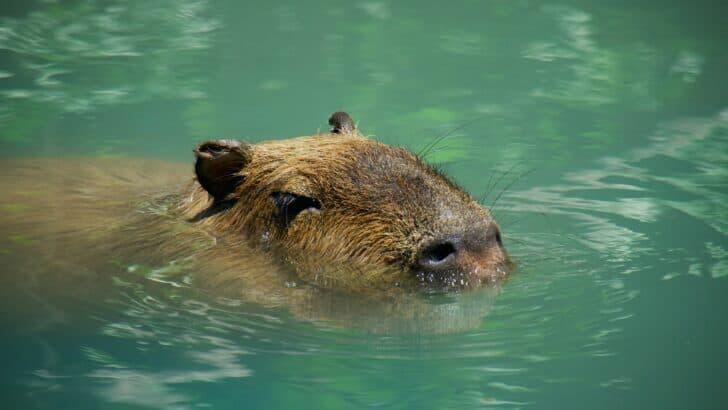 The Most Chill Animals Taking Over the Internet: Meet the Capybara ...