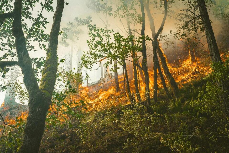 10 U.S. Forests Using “Good Fire” to Prevent Mega-Fires – Results ...