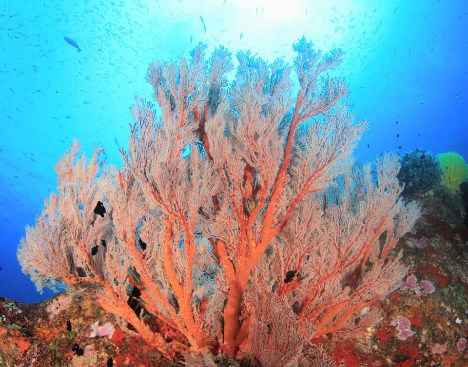 Coral reefs have regulated Earth’s climate for millions of years ...