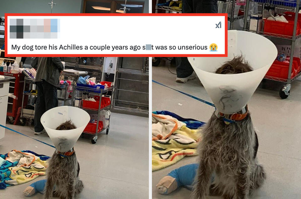 These 23 Funny Pet Tweets Are So Funny You May Want To Pee Before ...