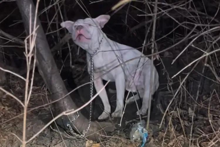 Pit Bull Mix Found Abandoned in the New York Woods and Chained to a ...