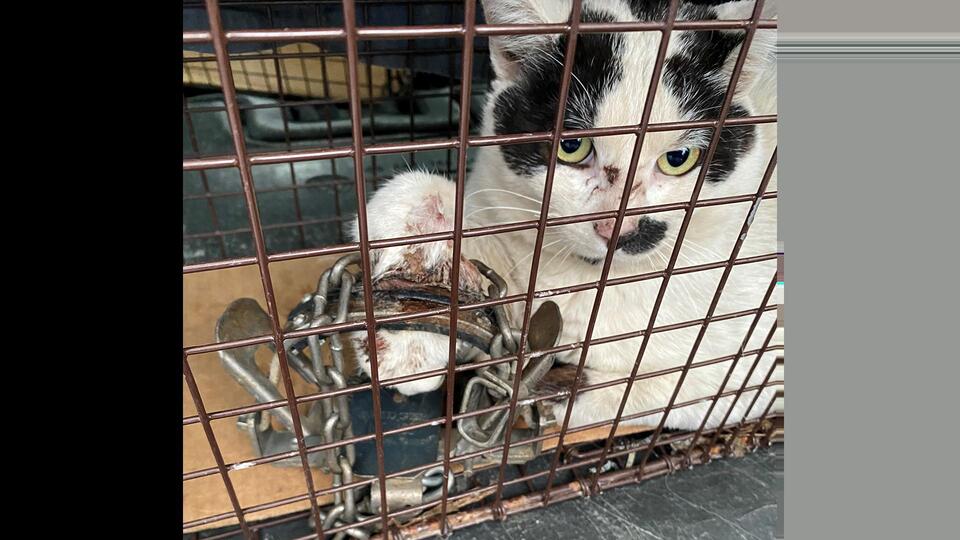 Leg Trap Results in Amputation: Romeo the Cat Recovering After Surgery ...