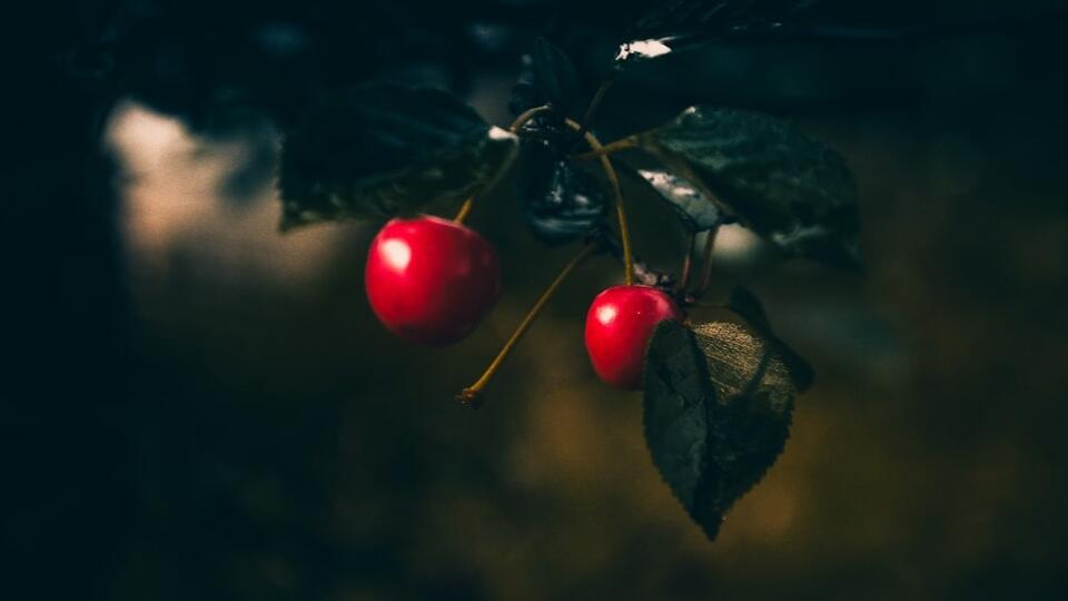 Why did a single act of taking a forbidden fruit cause the legal ...