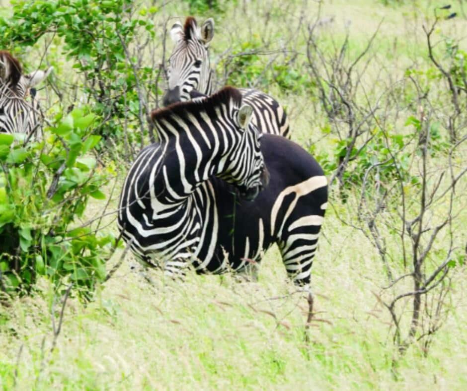 Unusual Zebra With Missing Stripes Spotted In South Africa Sparks Buzz ...