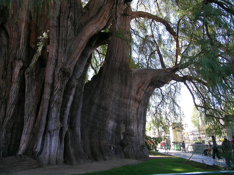 El Tule, Oaxaca: The Tree With a 36-Foot Trunk – And a Mysterious ...