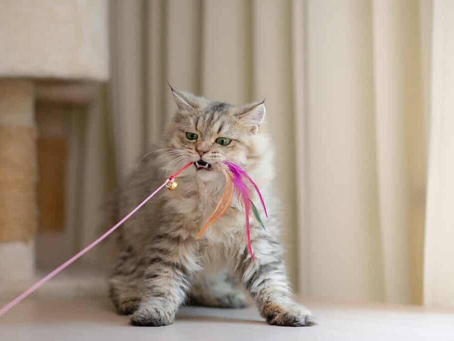 45 Perfectly-Fitting Mischievous Cat Names For Your Troublesome Kitty