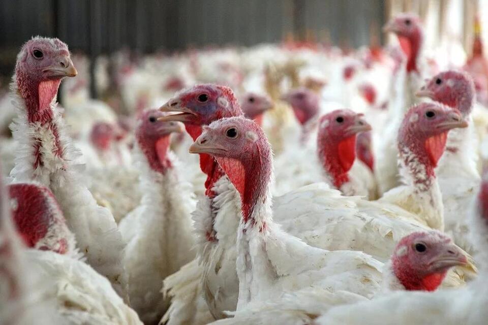 Avian Influenza confirmed in Daviess County; Virus spreads to multiple ...