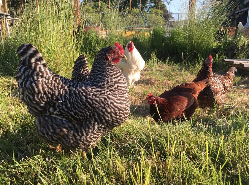 Fall migration brings increased risk of Highly Pathogenic Avian ...