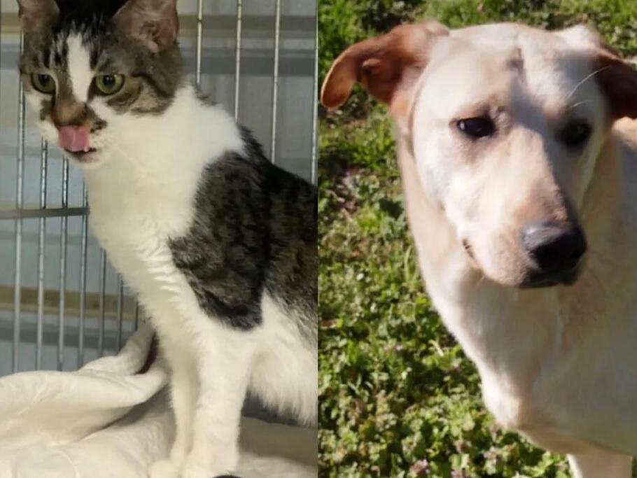 Humane Society Pets of the Week – May 7, 2024