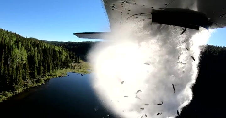 Mesmerizing video shows hundreds of fish being released from back of ...