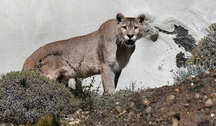 Thousand Oaks Landowner Guns Down Tracked Mountain Lion After Sheep ...