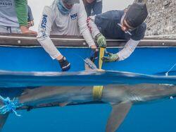 Silky Shark Swims Record-Breaking Migration Route Of Over 27,000 Kilometers