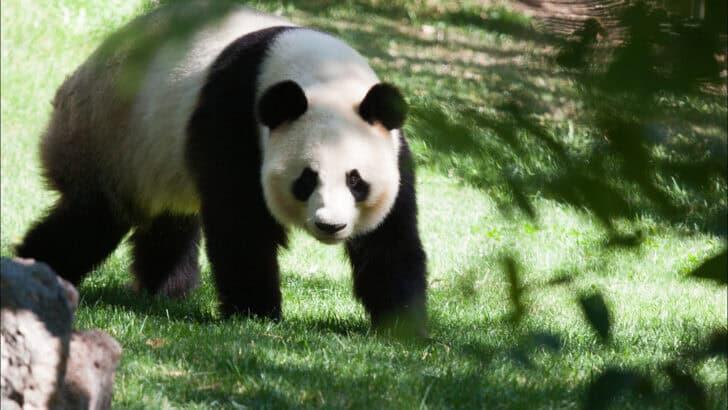 What’s Being Done to Protect the Giant Panda Today - NewsBreak