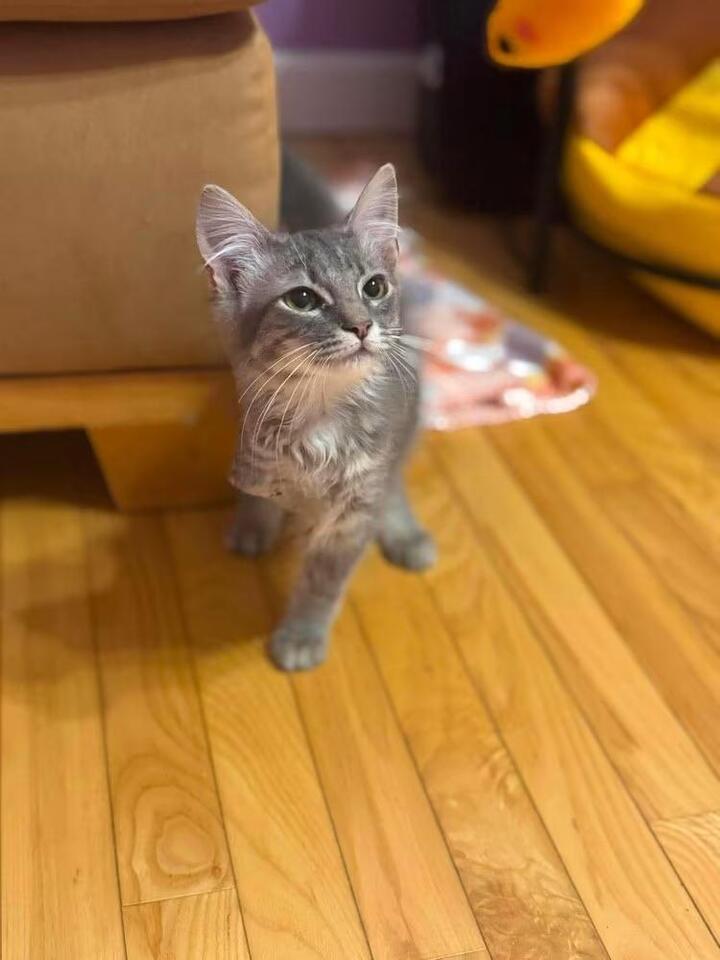 🐱 Playful, Sweet & Cuddly Cats Ready for Adoption in Salisbury - NewsBreak