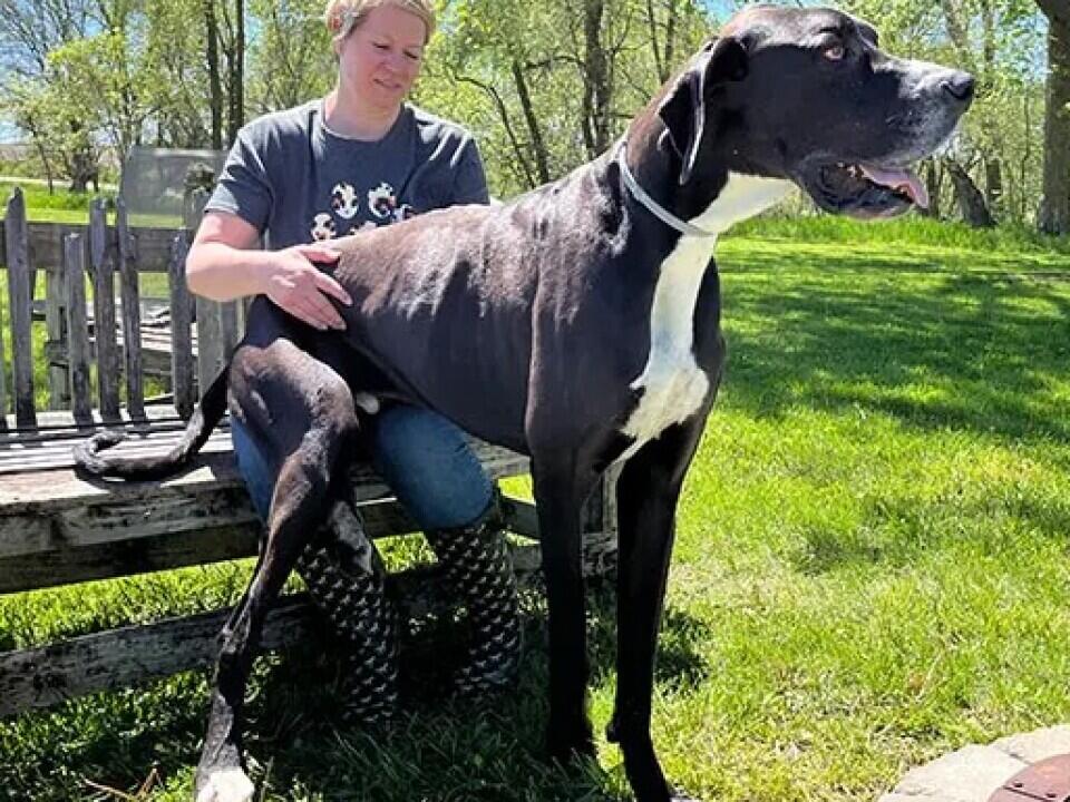 Kevin, the world's tallest male dog, dies soon after setting the record